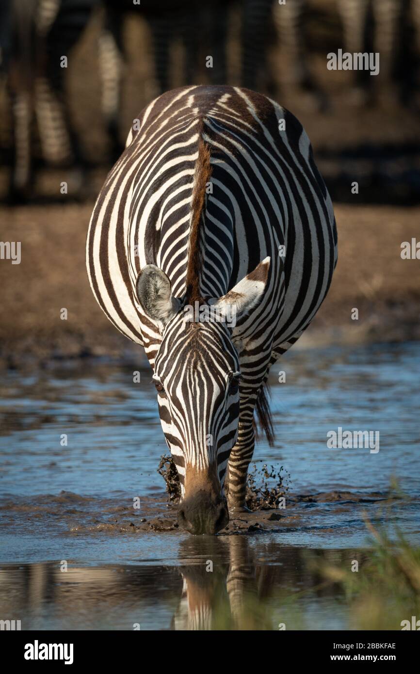 Plains zebra drinks from puddle facing camera Stock Photo - Alamy