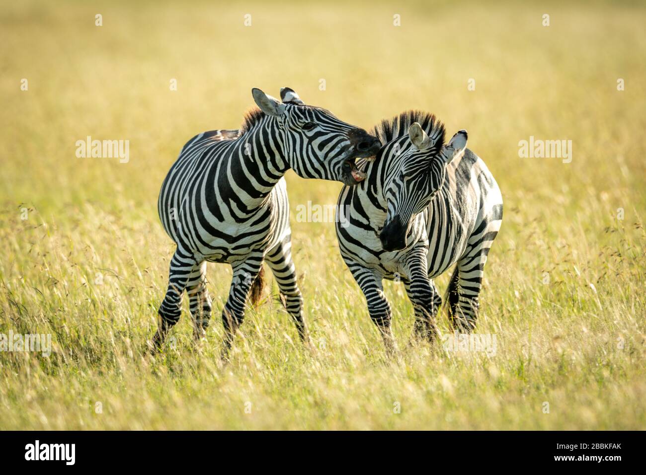 Plains zebra biting another in long grass Stock Photo - Alamy