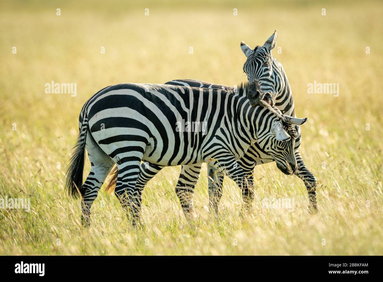 Plains zebra bites another in long grass Stock Photo - Alamy