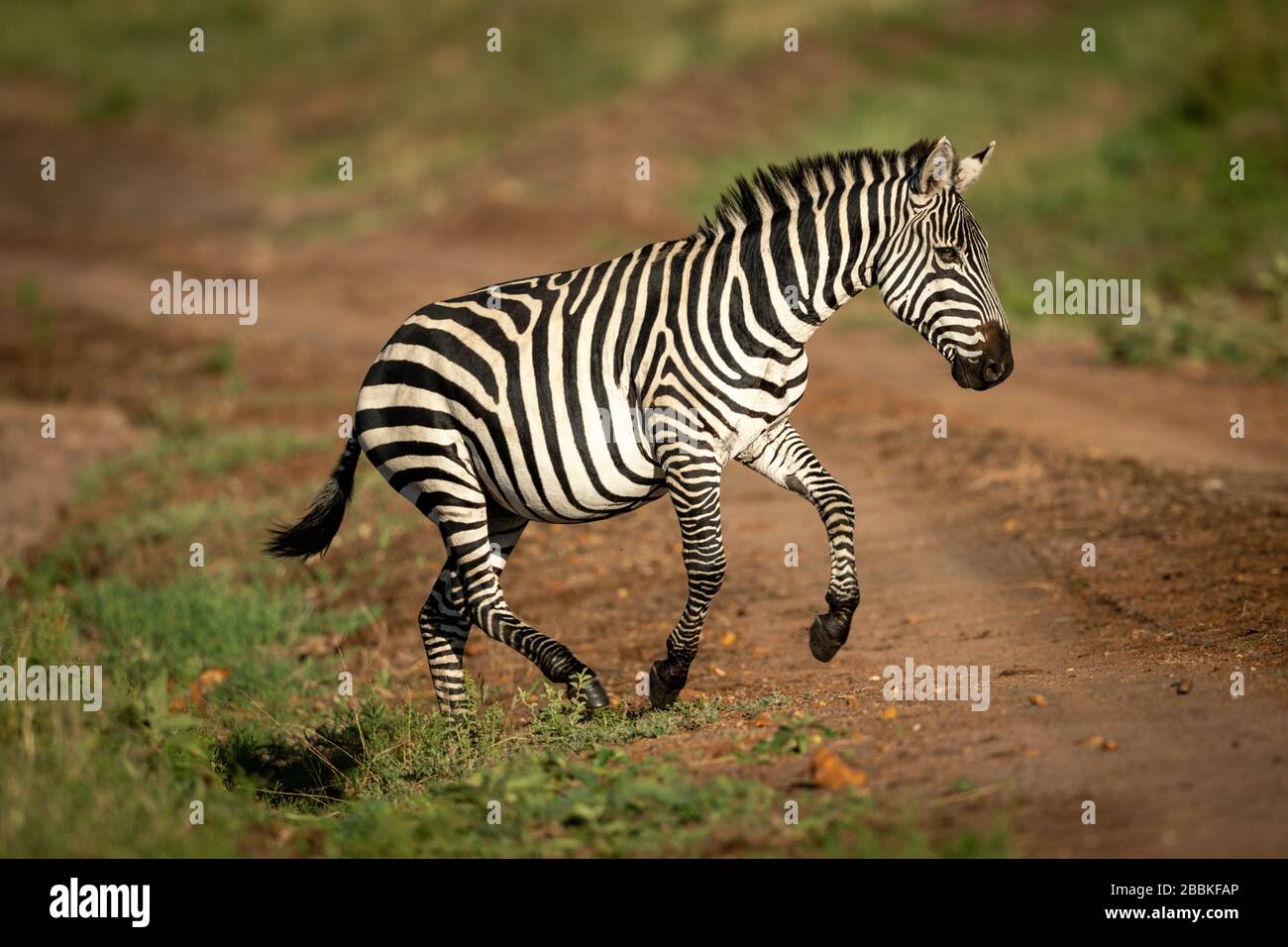 Plains zebra jumps over ditch beside track Stock Photo - Alamy