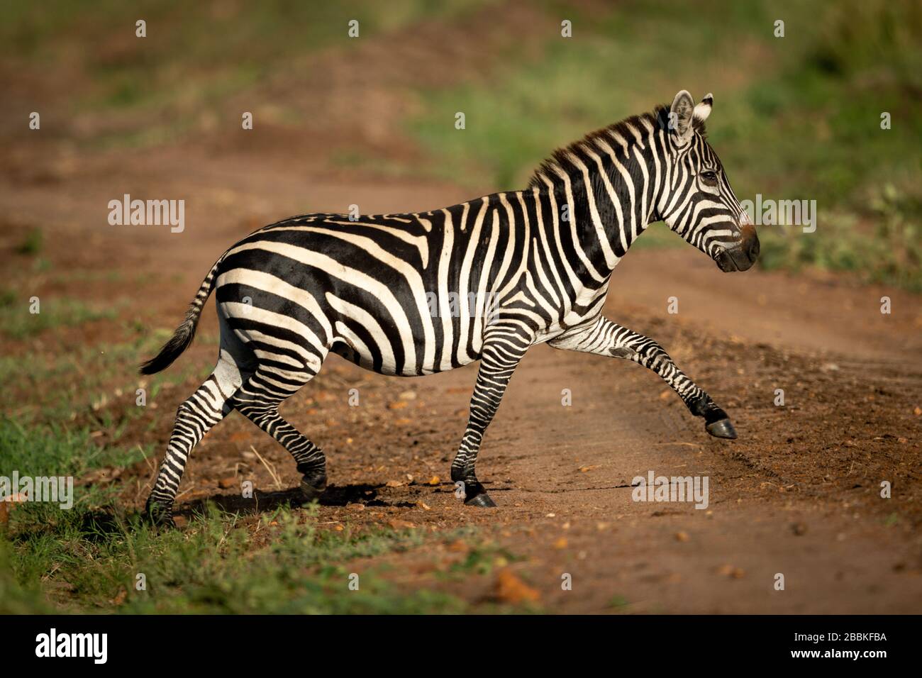 Plains zebra lifts hoof crossing over track Stock Photo - Alamy