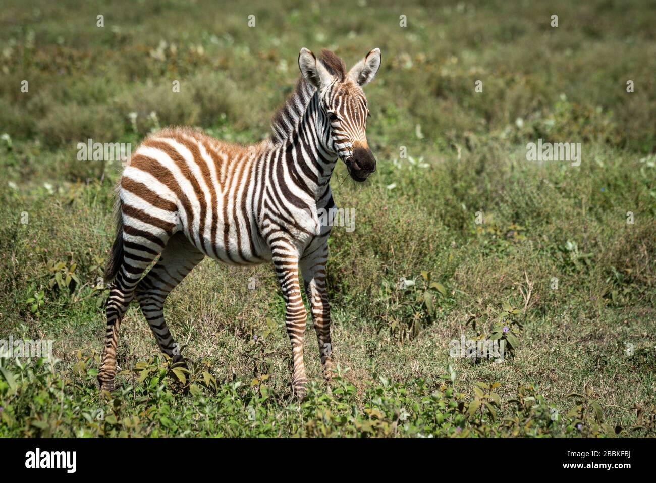 Zebra stands in grass hi-res stock photography and images - Alamy