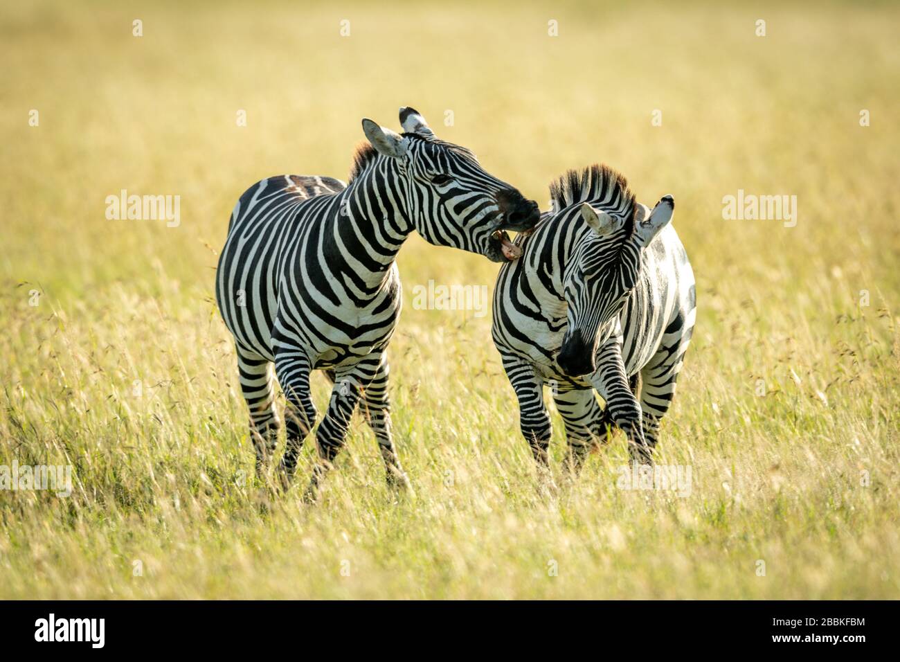 Plains zebra bites another in tall grass Stock Photo - Alamy