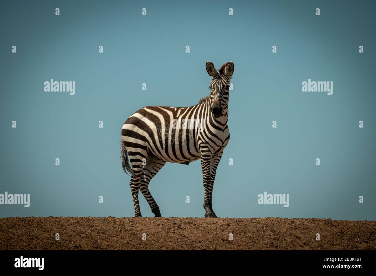 Plains zebra stands facing camera on horizon Stock Photo - Alamy