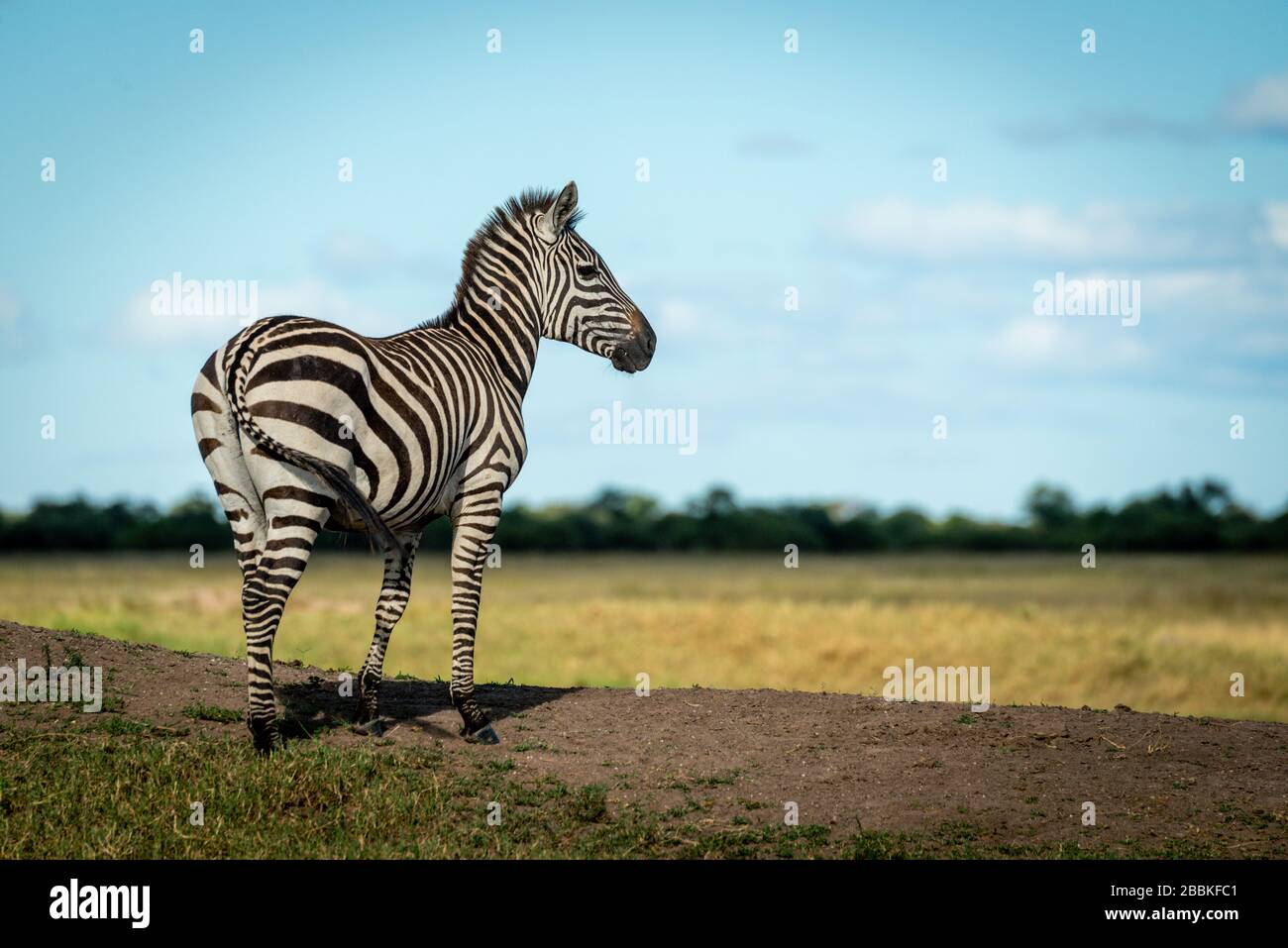 Plains zebra stands on bank facing right Stock Photo - Alamy