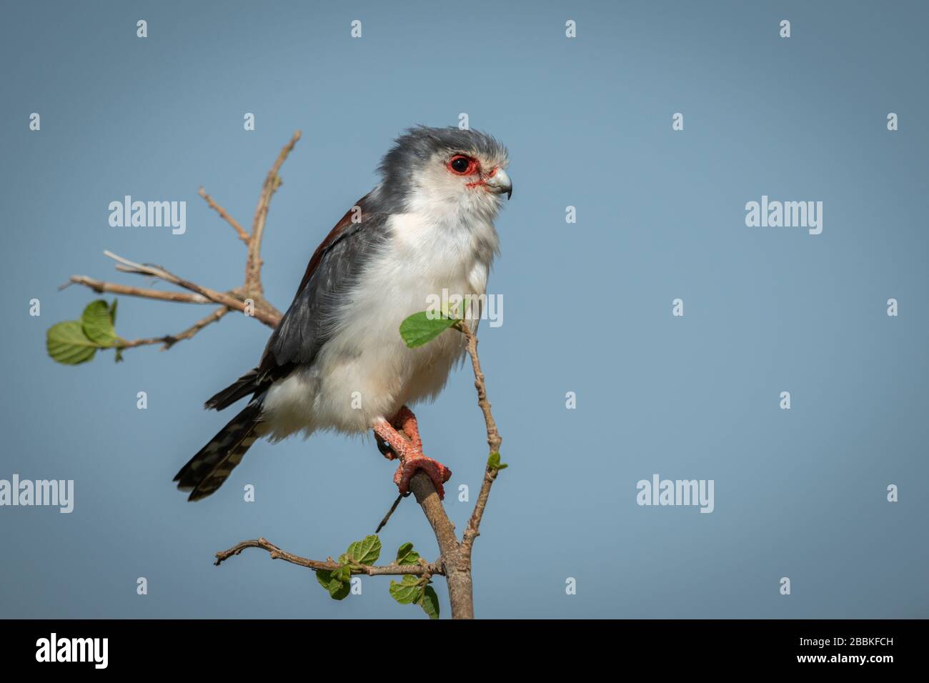 African pygmy falcon hi-res stock photography and images - Alamy