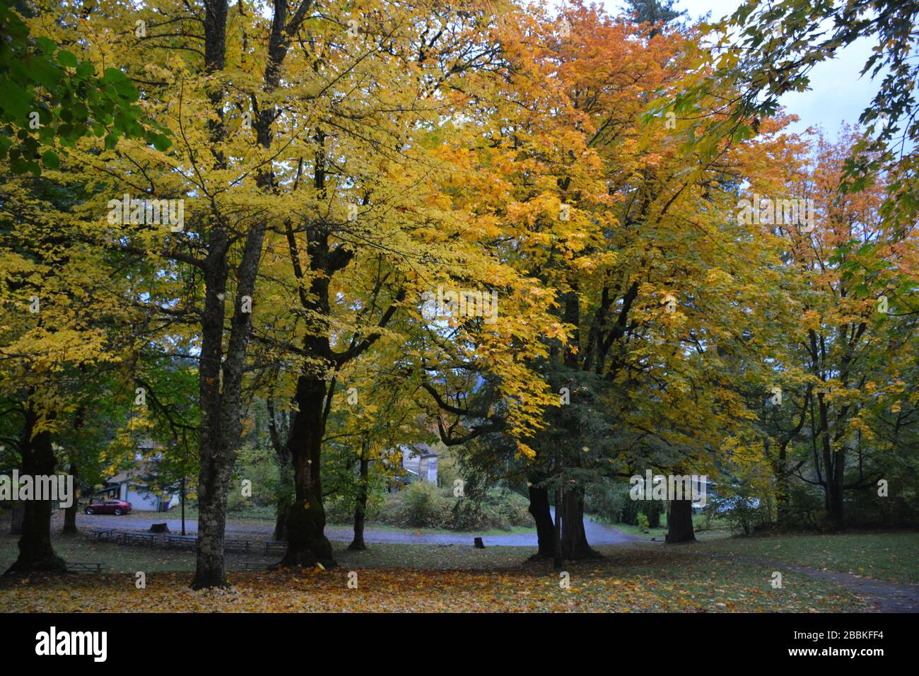 Fall foliage at Guy W Talbot State Park, Latourell, Oregon, United ...