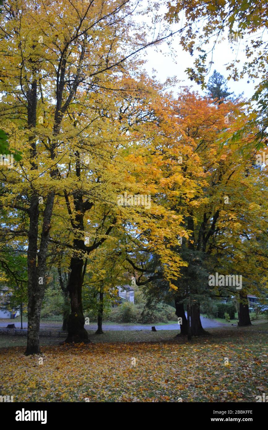 Fall foliage at Guy W Talbot State Park, Latourell, Oregon, United ...