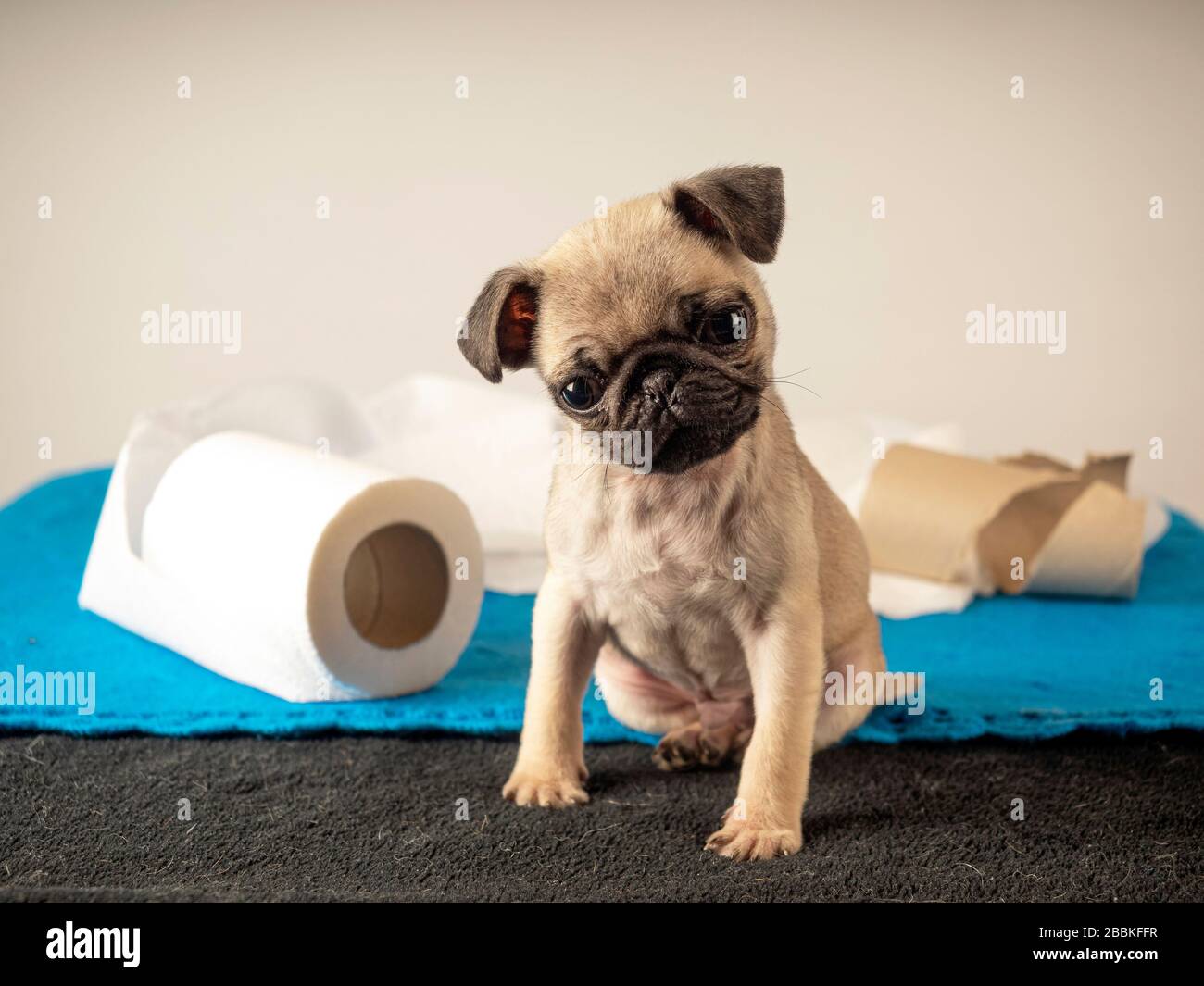 miniature puppy pug closeup horizontal Stock Photo - Alamy