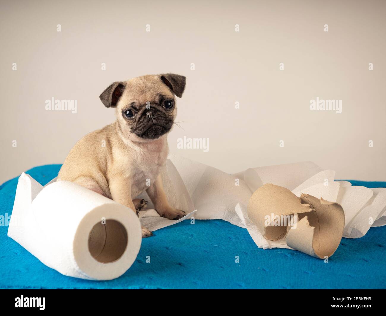 miniature puppy pug closeup horizontal Stock Photo - Alamy