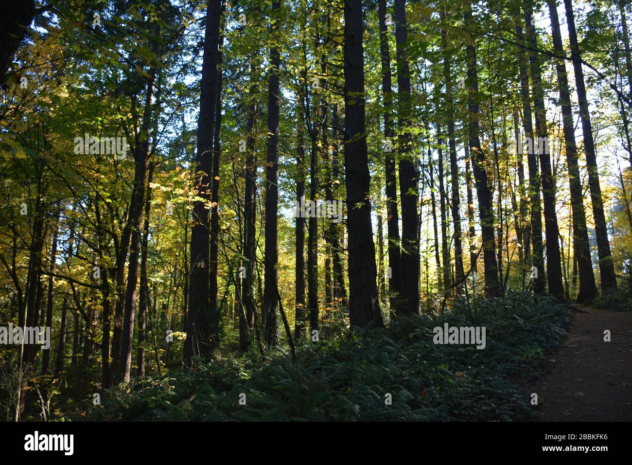 Sunlight coming through the trees in fall at the Hoyt Arboretum ...