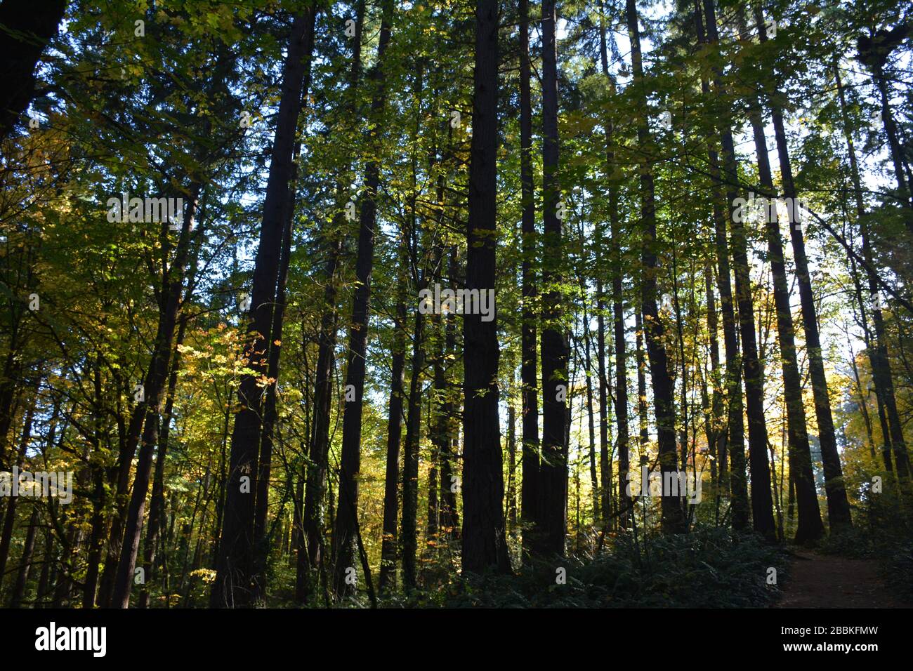 Sunlight coming through the trees in fall at the Hoyt Arboretum ...