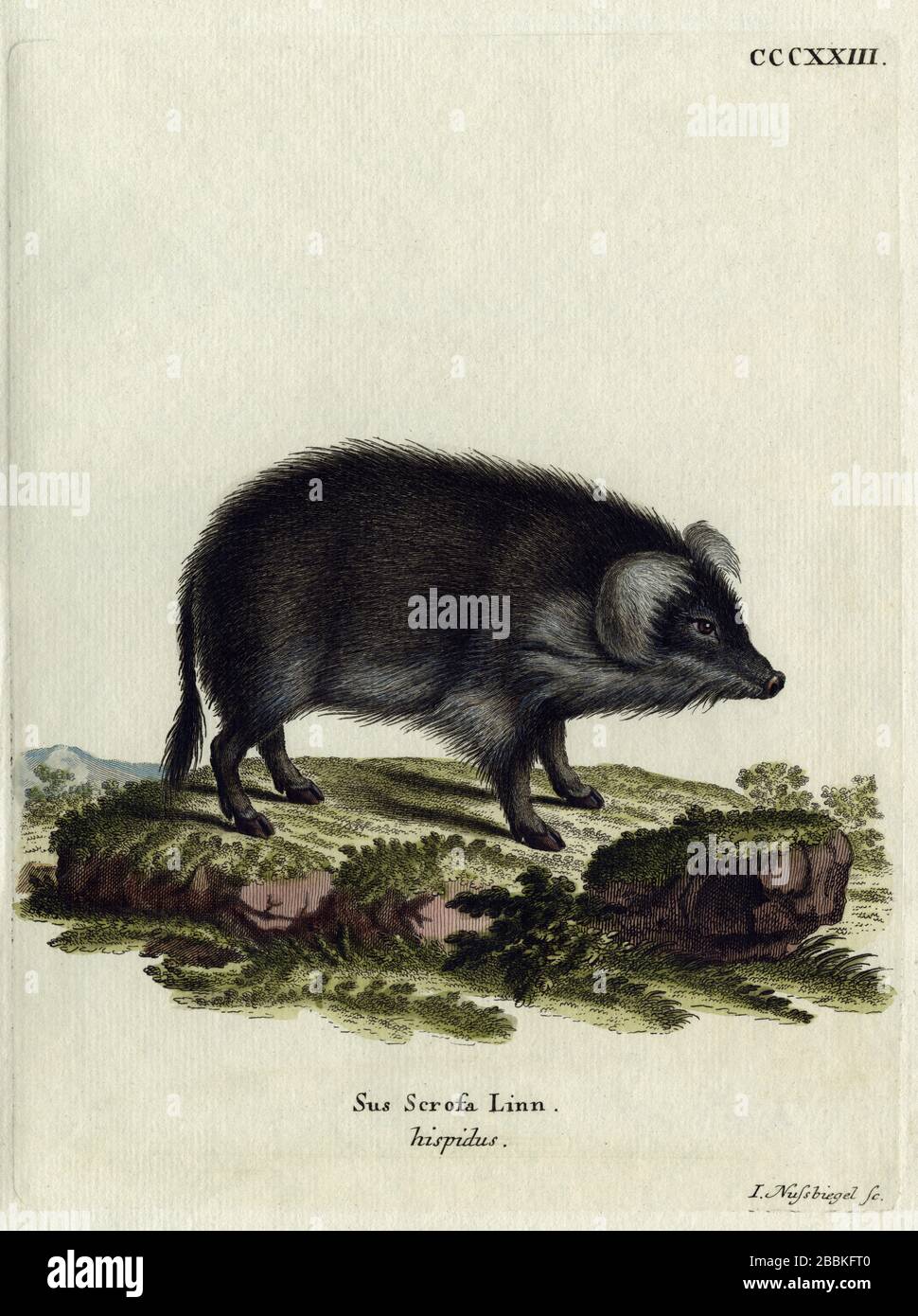 Wild boar (Sus scrofa). Engraving created for German naturalist Johann ...