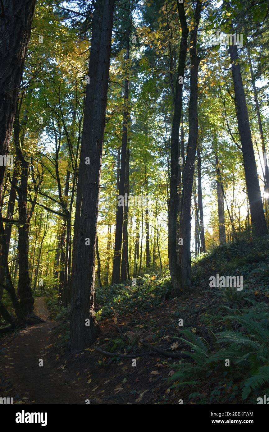 Fall colours in maple trees oregon hi-res stock photography and images ...