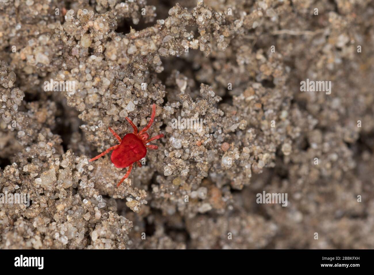 Red mites hi-res stock photography and images - Alamy