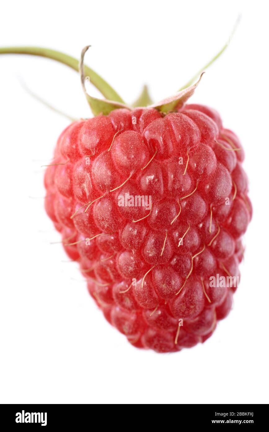Raspberries growing cutout hi-res stock photography and images - Alamy
