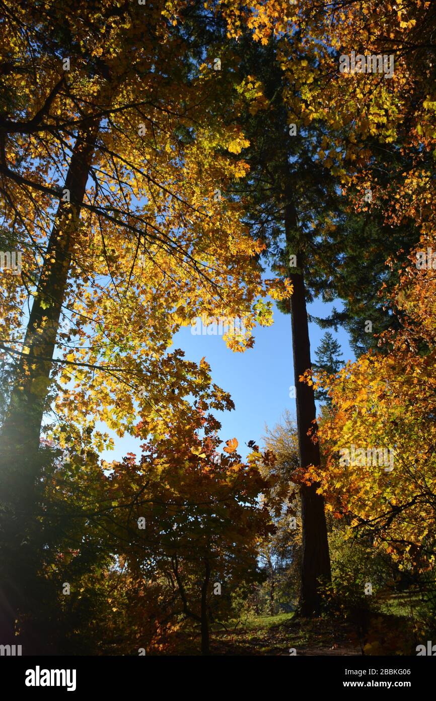Beautiful fall colours at the Hoyt Arboretum, Portland, Oregon, USA ...