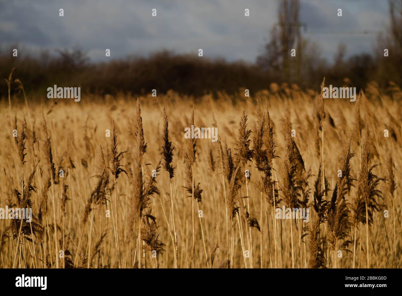 Cleethorpes country park hi-res stock photography and images - Alamy