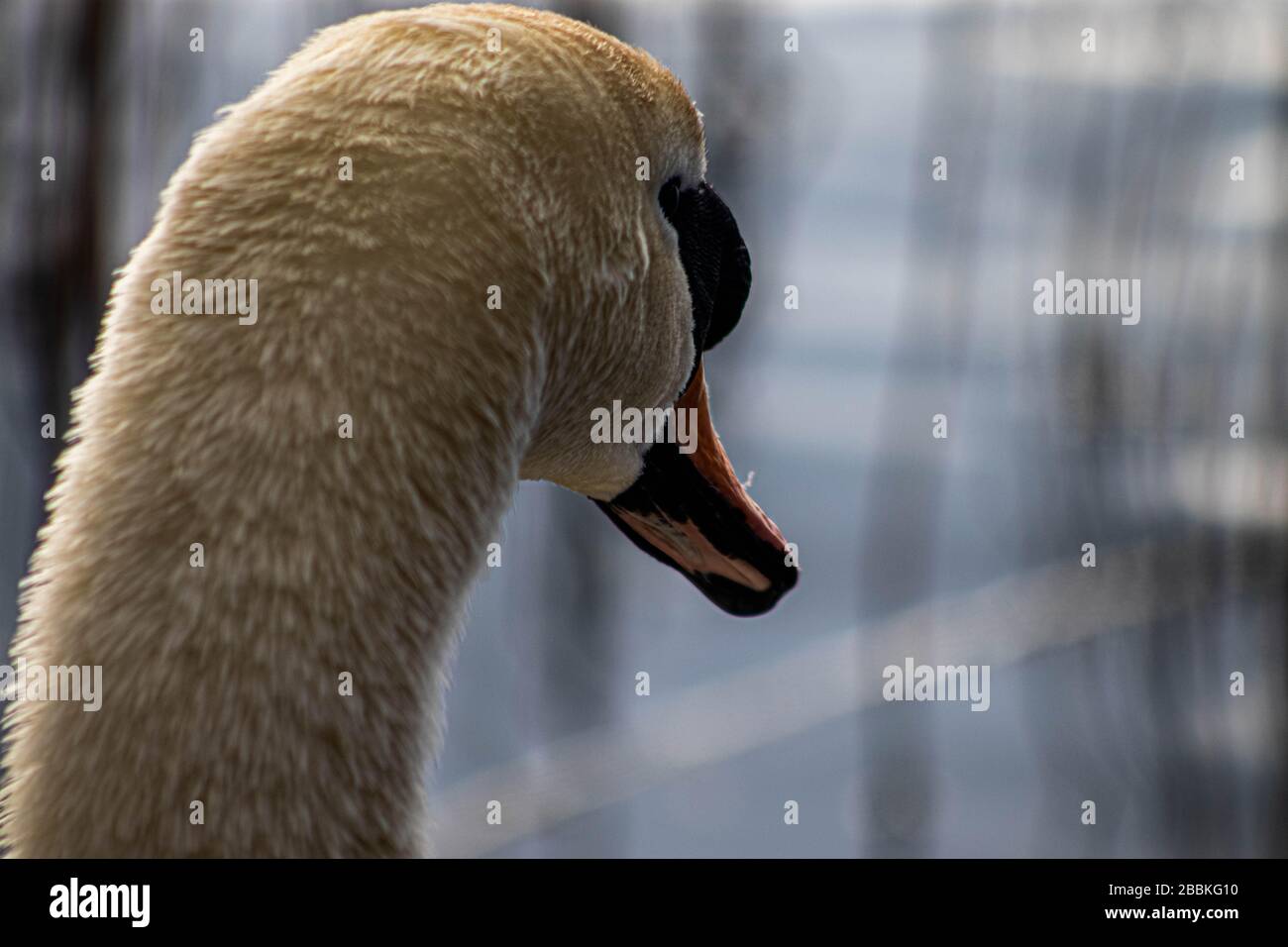 The majestic back of a swans head looking out into open water Stock ...