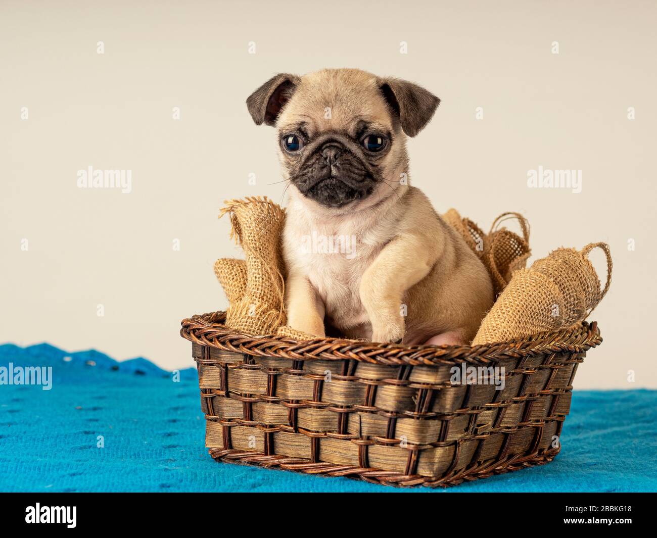 miniature puppy pug closeup horizontal Stock Photo - Alamy