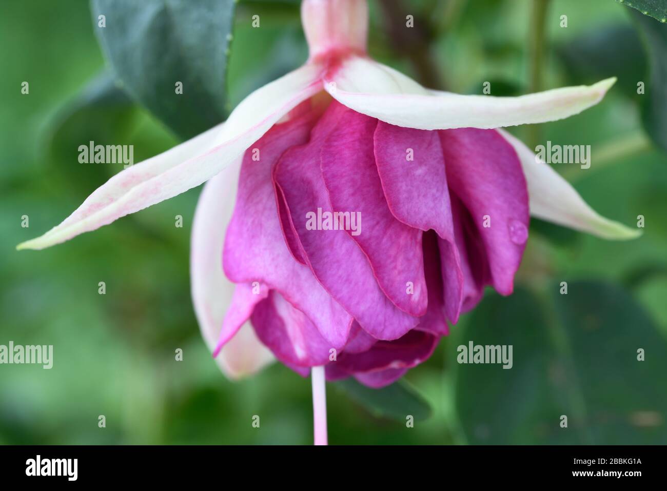 Fuschia pink colour hi-res stock photography and images - Alamy