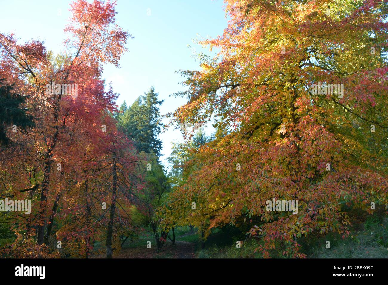 Beautiful fall colours at the Hoyt Arboretum, Portland, Oregon, USA ...
