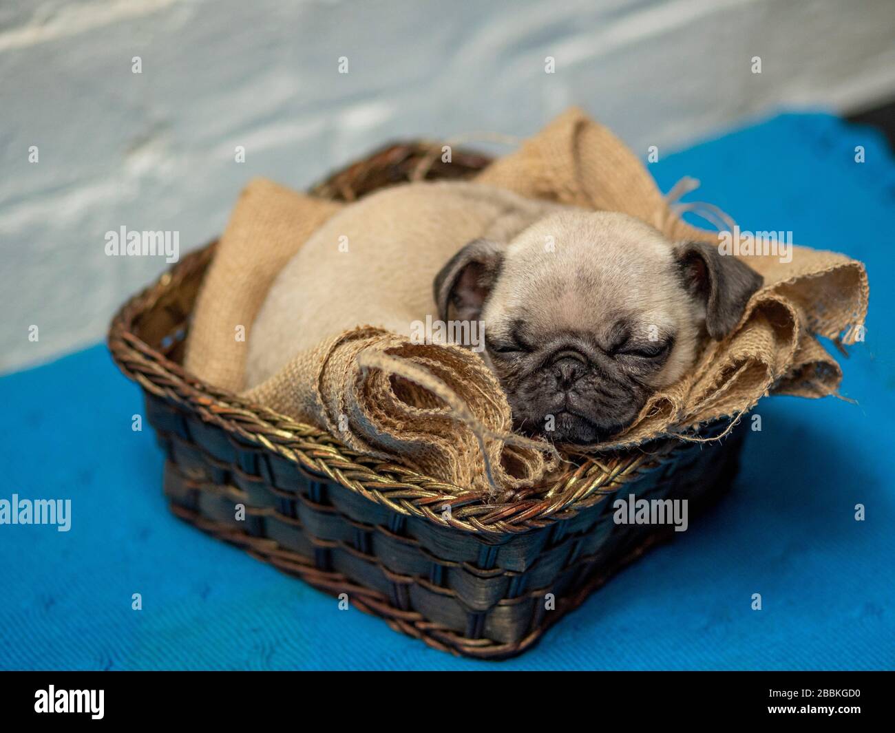 miniature puppy pug closeup horizontal Stock Photo - Alamy
