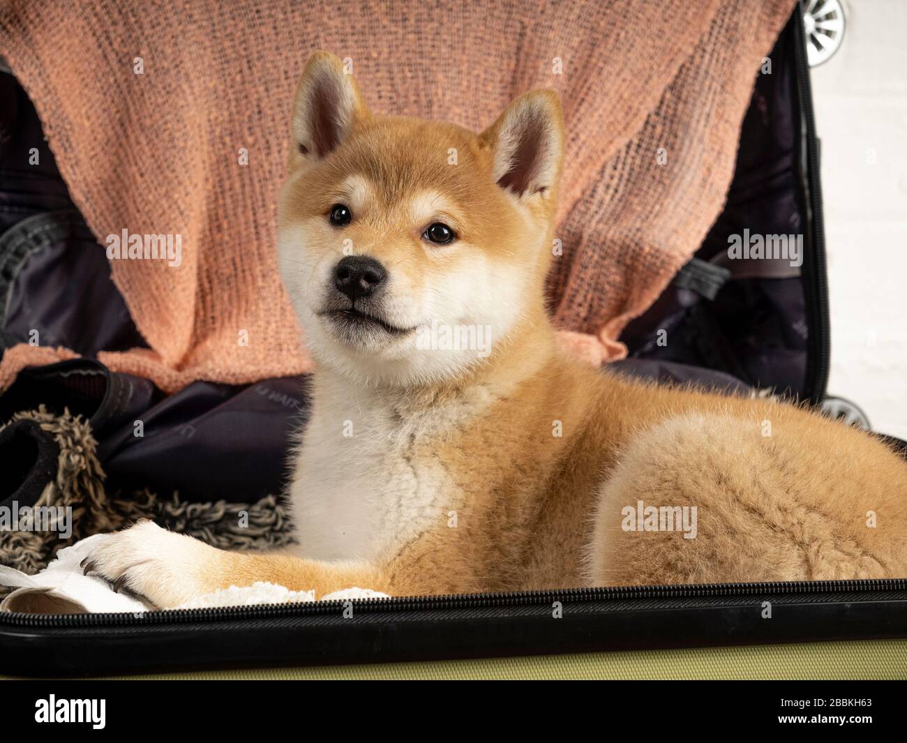 Puppies snow shiba hi-res stock photography and images - Alamy