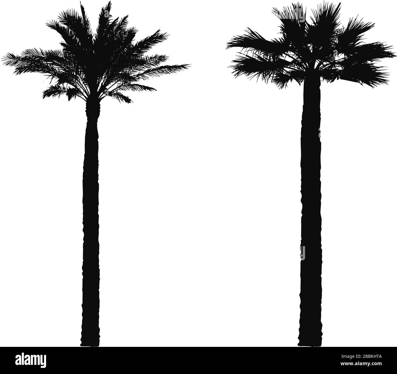 Silhouettes of palm trees. Isolated photorealistic vector trace on a ...