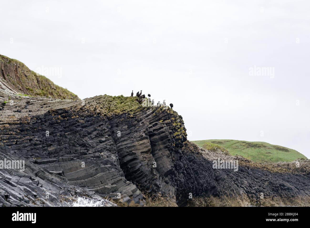 Staffa island animals hi-res stock photography and images - Alamy
