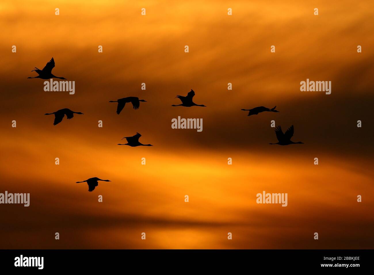 Birds flying in the sunset Stock Photo - Alamy