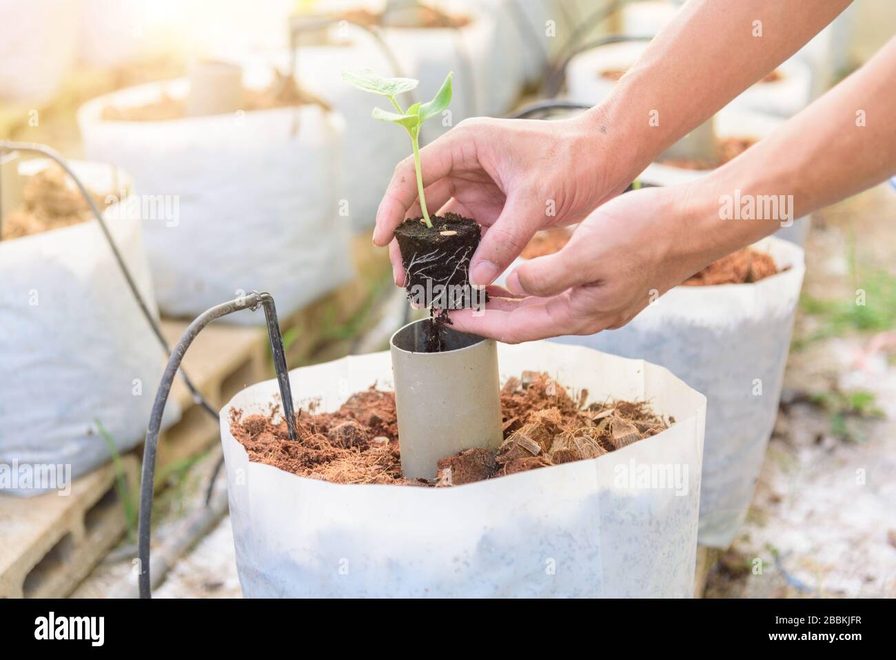 The man hold the sapling for plant Stock Photo - Alamy