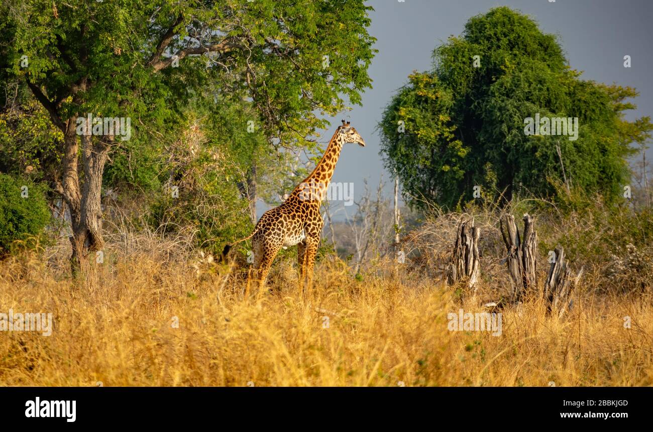 Giraffe in the distance in the middle of the bush Stock Photo - Alamy