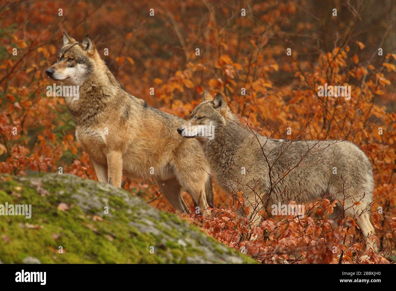 Two wolves in the forest Stock Photo - Alamy