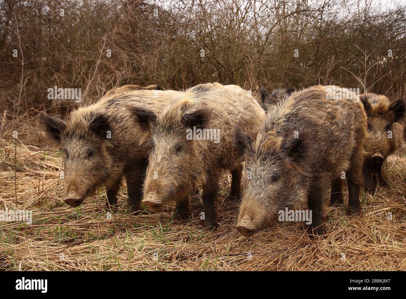 Three pigs on the ranch Stock Photo - Alamy