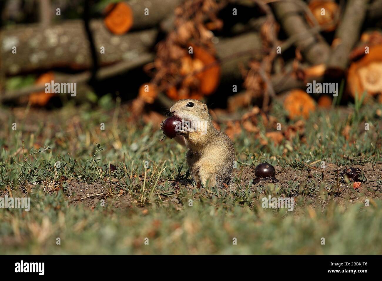 Cute ground squirrel in the forest Stock Photo - Alamy