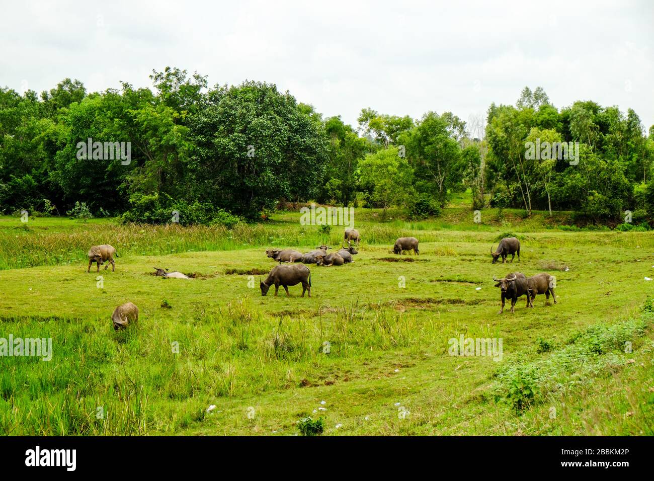 Group of buffalo in the green field Stock Photo - Alamy