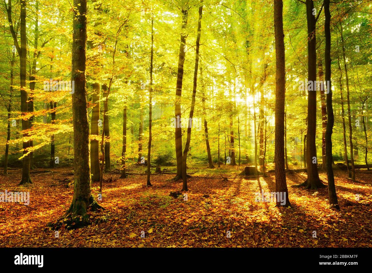 Natural deciduous forest of oaks and beeches in autumn hi-res stock ...