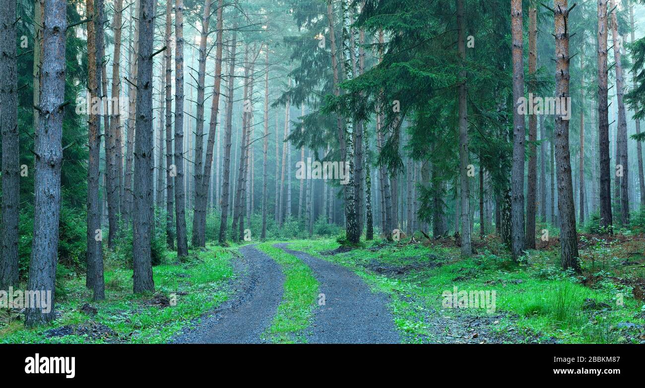 Forest road winding through atmospheric misty coniferous forest of ...