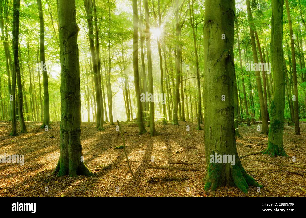 Untouched, light-flooded beech forest, sun shines through forest ...