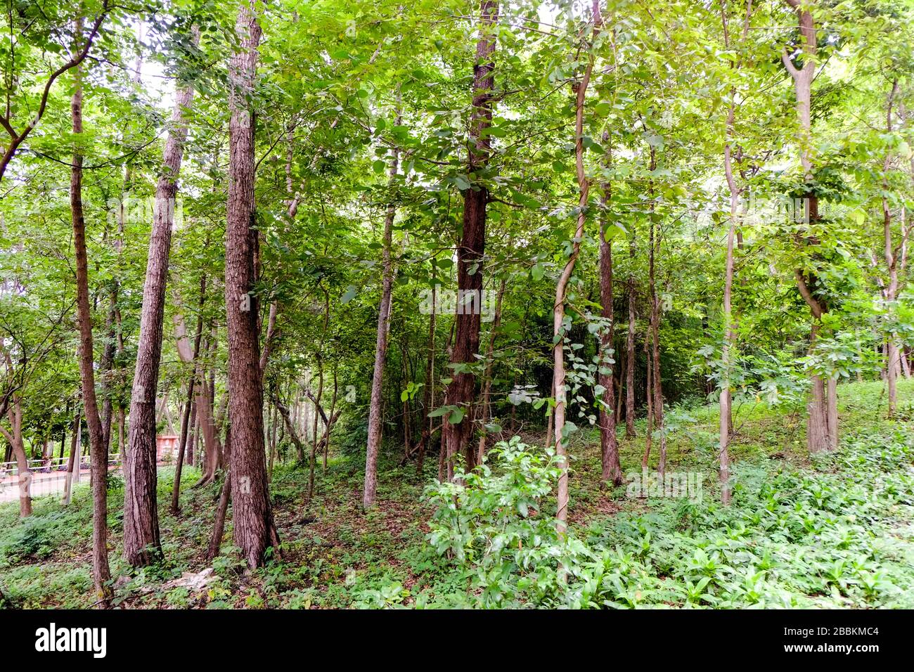 Beautiful Trees in nature background Stock Photo - Alamy