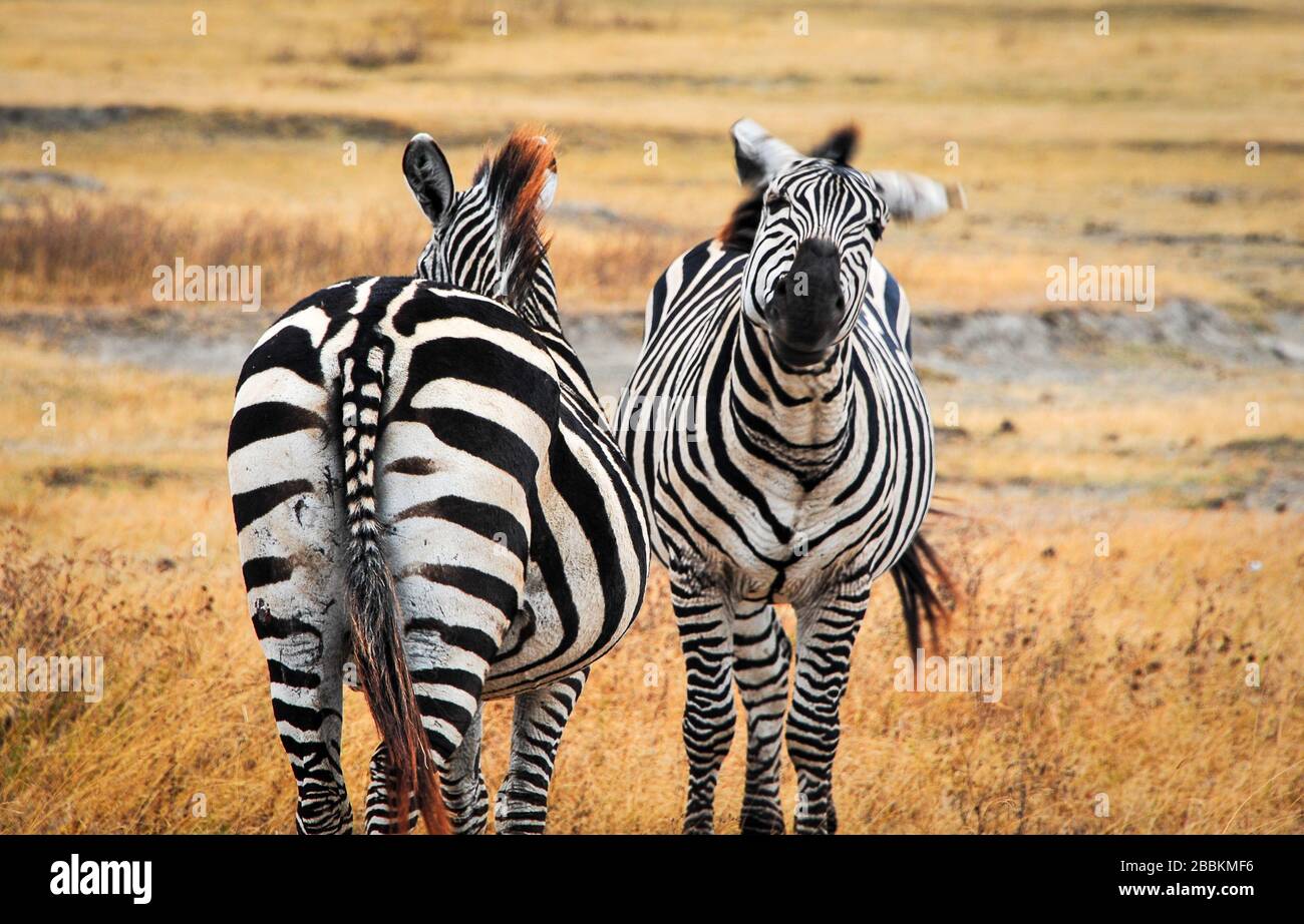 Zebra mating hi-res stock photography and images - Alamy