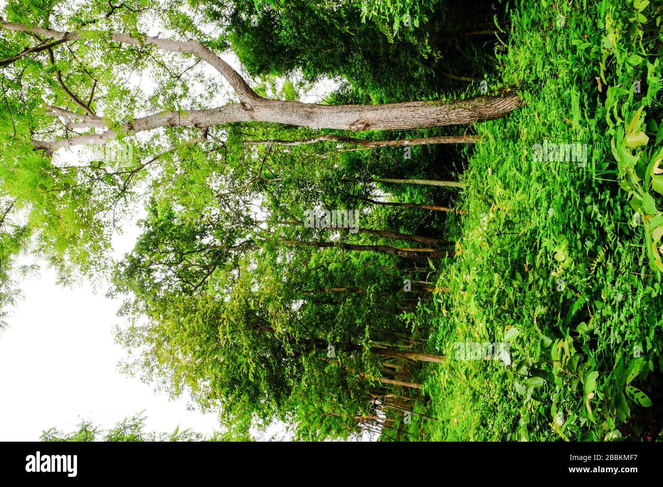 Beautiful Trees in nature background Stock Photo - Alamy