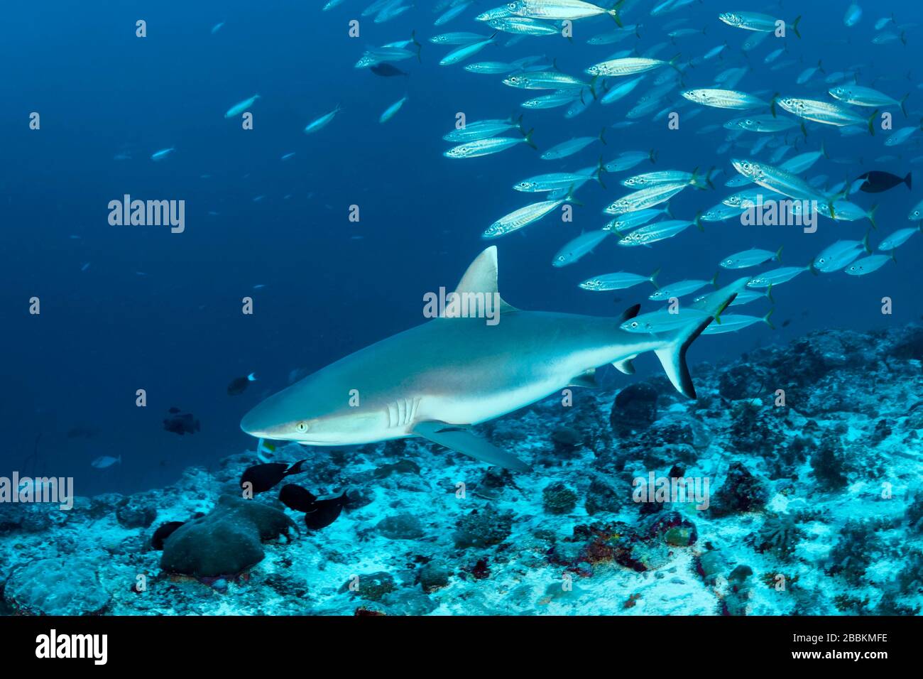 Grey reef shark (Carcharhinus amblyrhynchos), followed by swarm ...