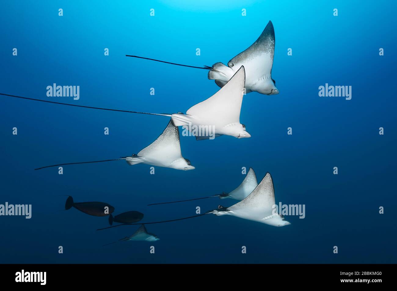 Swarm Spotted eagle rays (Aetobatus narinari), Indian Ocean, Maldives ...