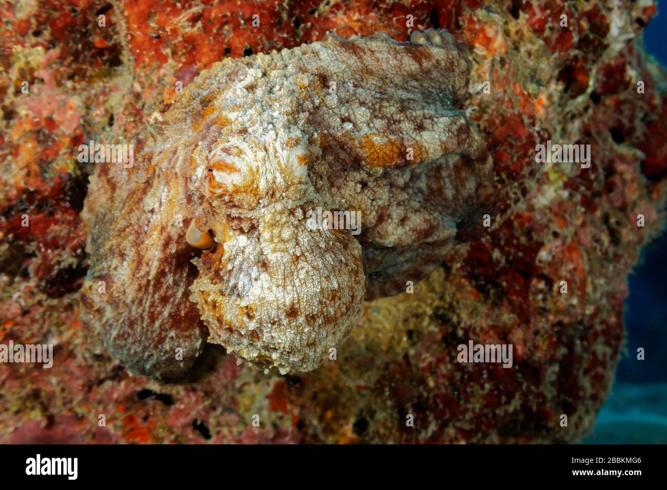 Common Octopus Camouflage