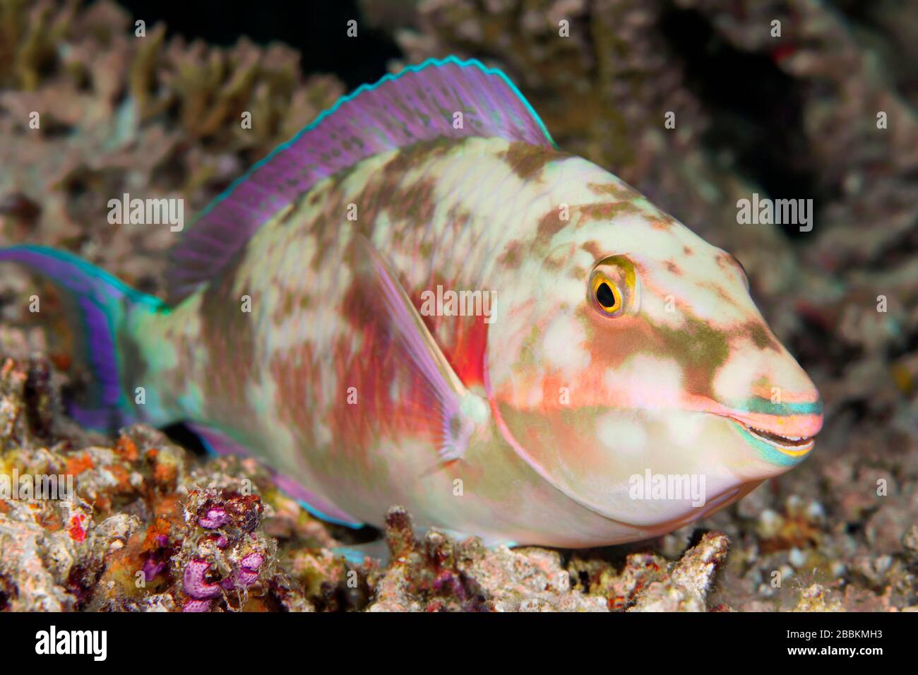 Juvenile Longnose parrotfish (Hipposcarus harid), sleeping, Indian ...