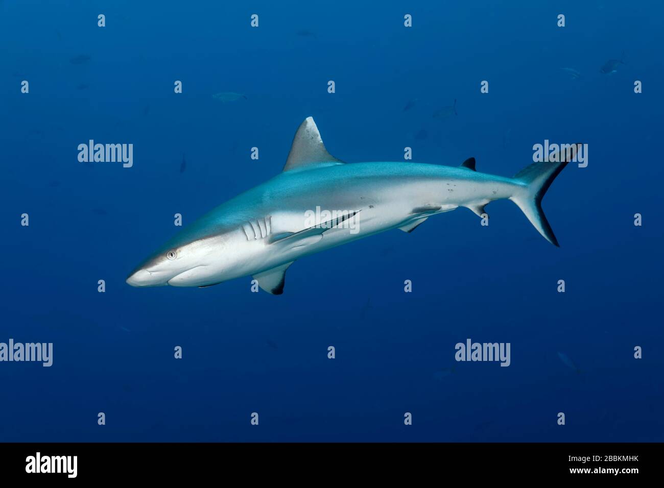 Grey reef shark (Carcharhinus amblyrhynchos), open sea, Indian Ocean ...