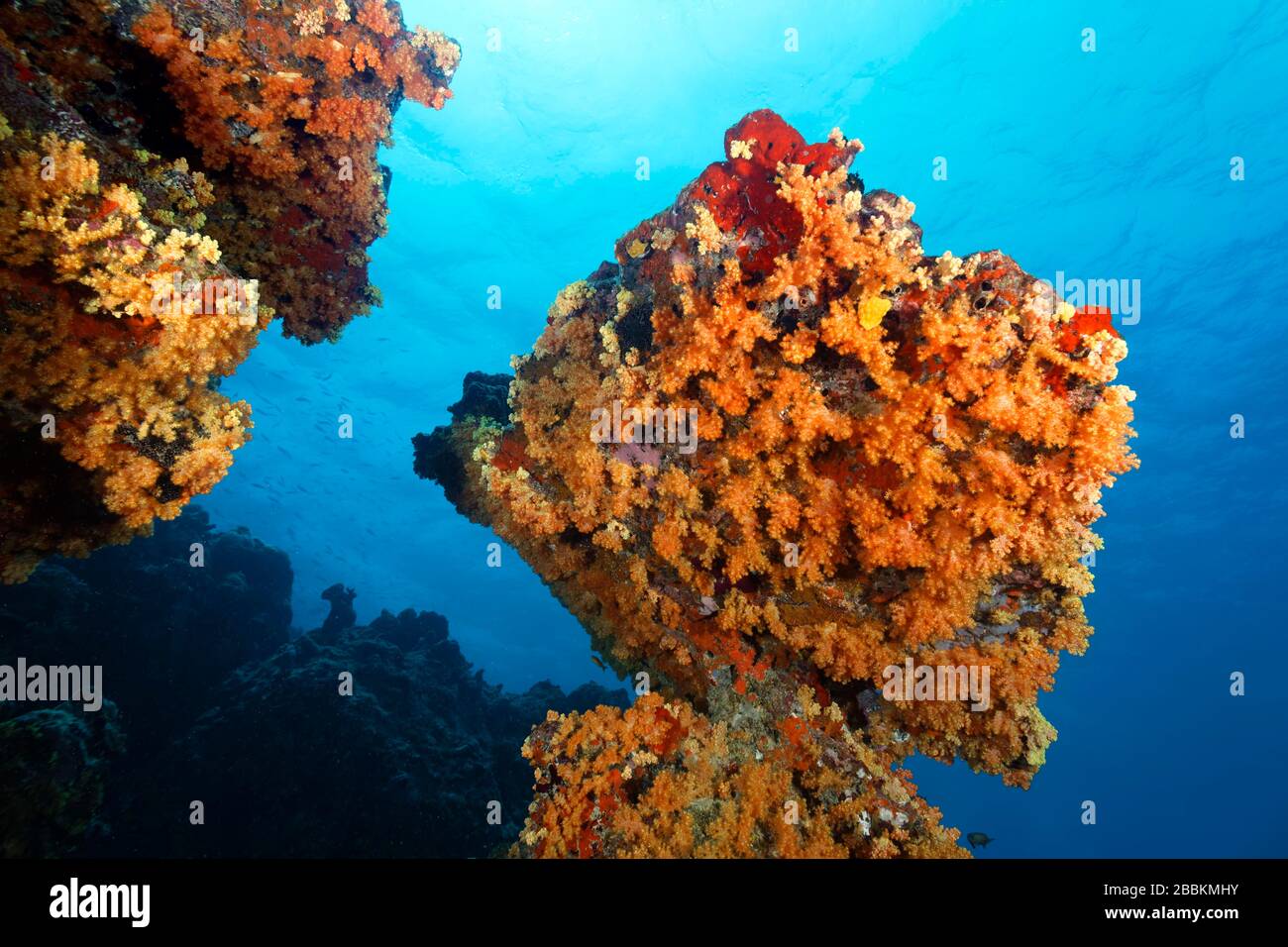 Towering coral block, densely covered with small, bushy soft corals ...