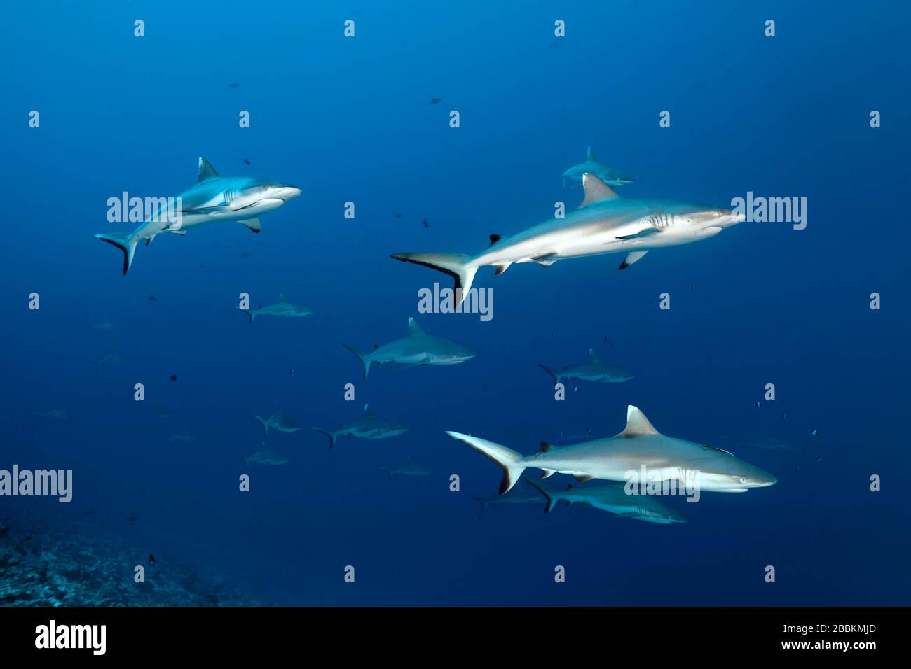 Many Grey reef shark (Carcharhinus amblyrhynchos), open sea, Indian ...